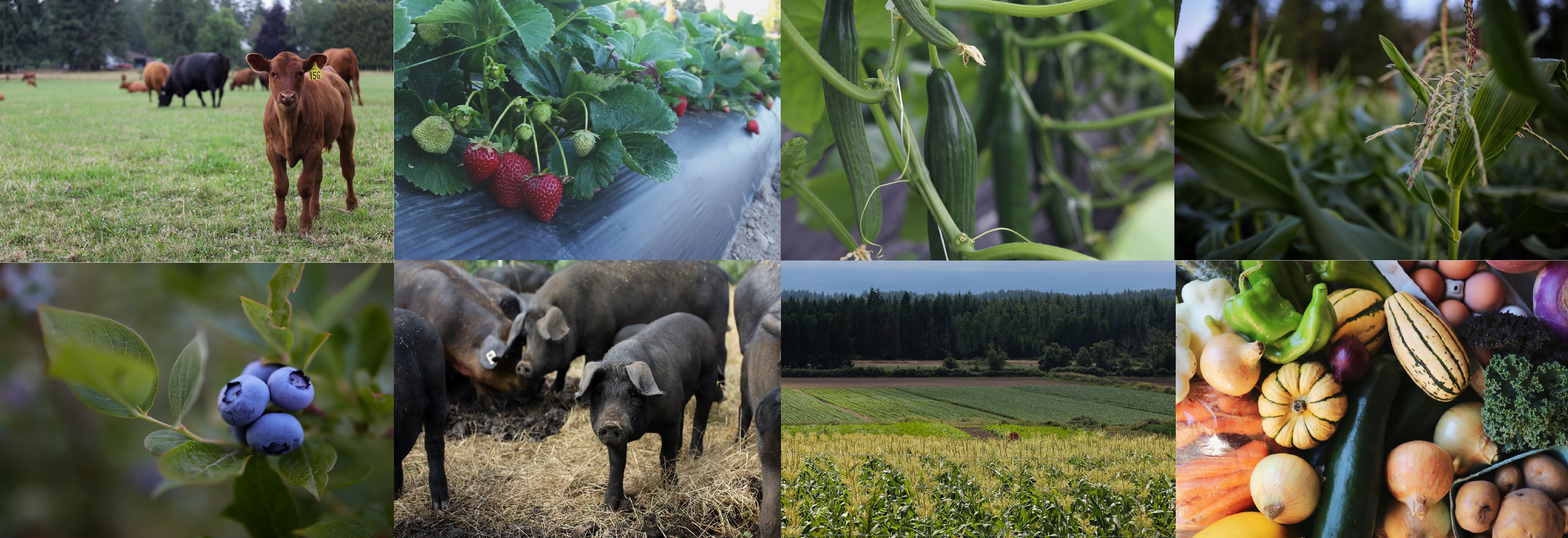 The Comox Valley Farmers Institute – Supporting Farmers and Agriculture ...